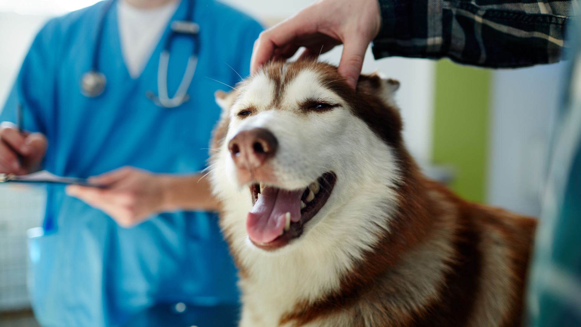 Veterinary Appointment In Land O' Lakes, FL | Animal Health Center Of ...